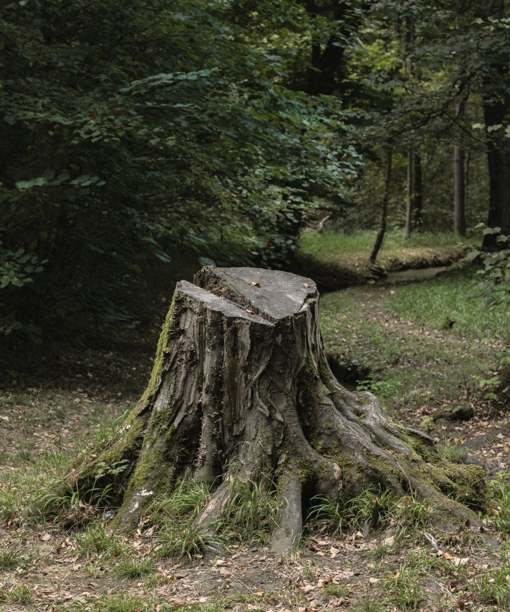 Stubbe och rot - service-bloggen.se